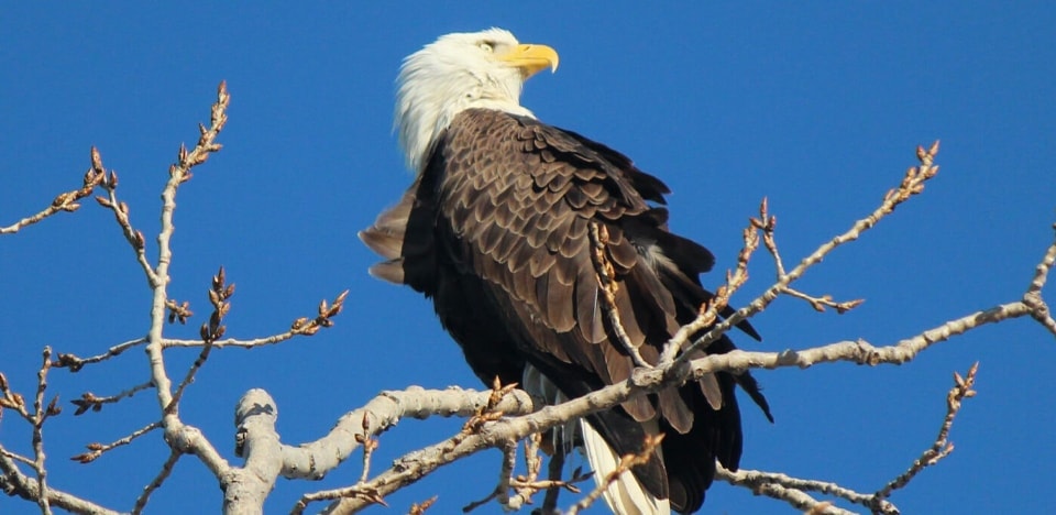 #FlightWatch: The Local Eagle-Spotting Outlook - Scenic Hudson