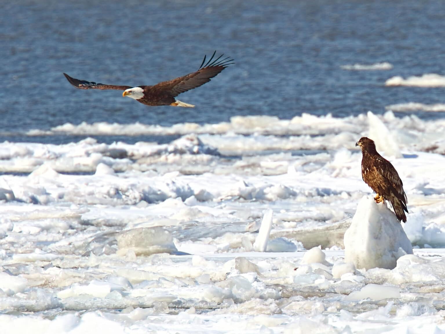 The Local Eagle-Spotting Outlook - Scenic Hudson