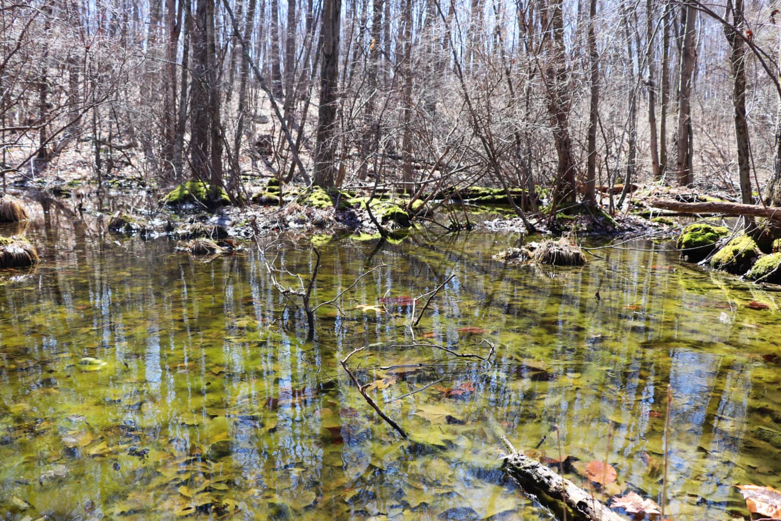 Vernal Pools: The Valley's Special Spring Amphibian Habitat - Scenic Hudson