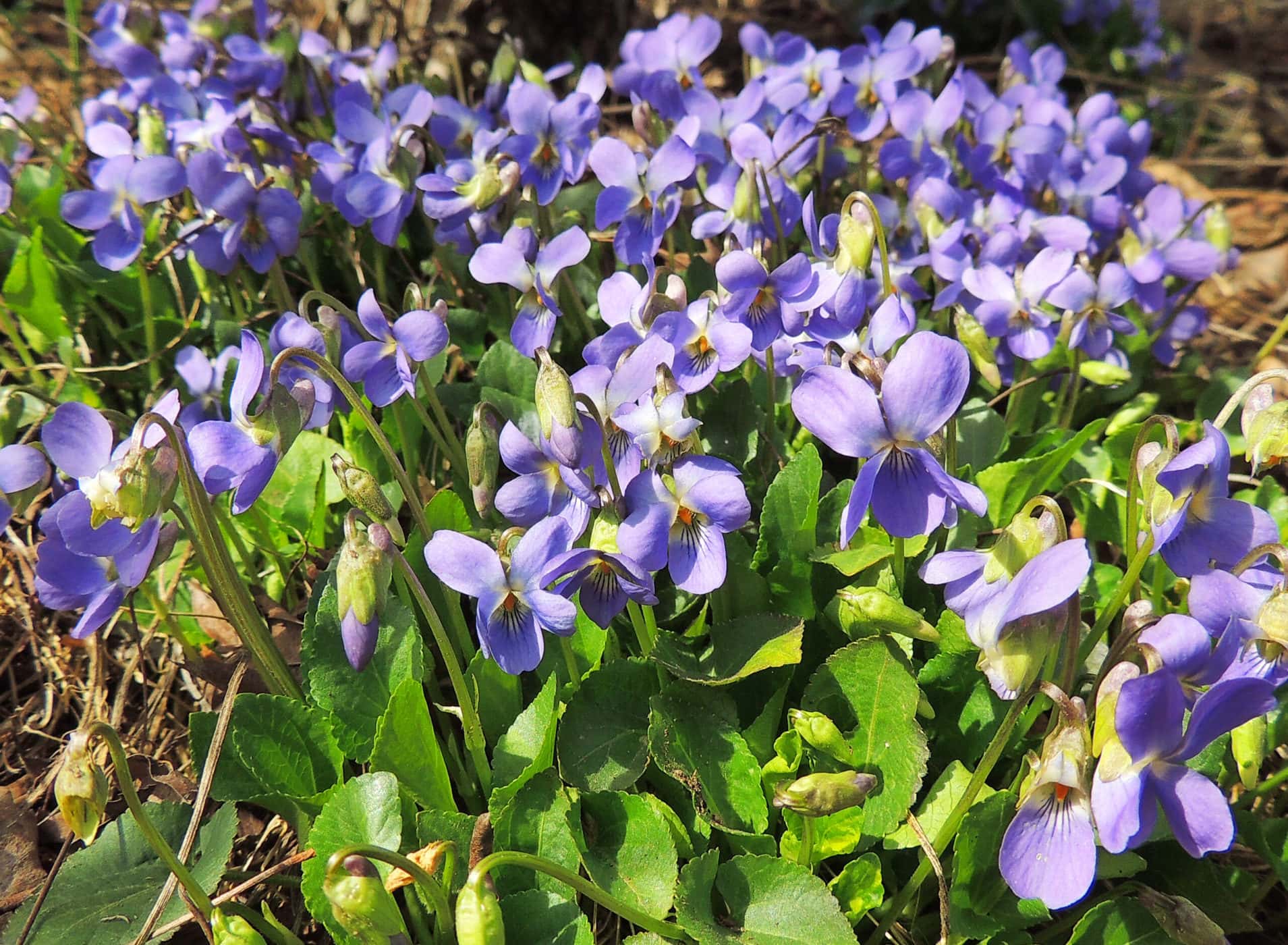 The Hudson Valley, Violet Capital of the World - Scenic Hudson