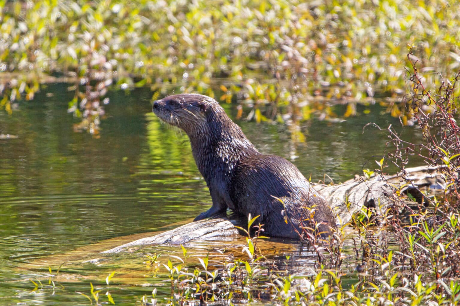 River Otters Play in the Valley Again - Scenic Hudson