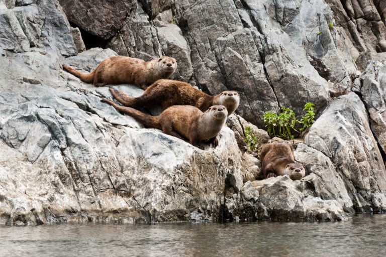 River Otters Play in the Valley Again - Scenic Hudson