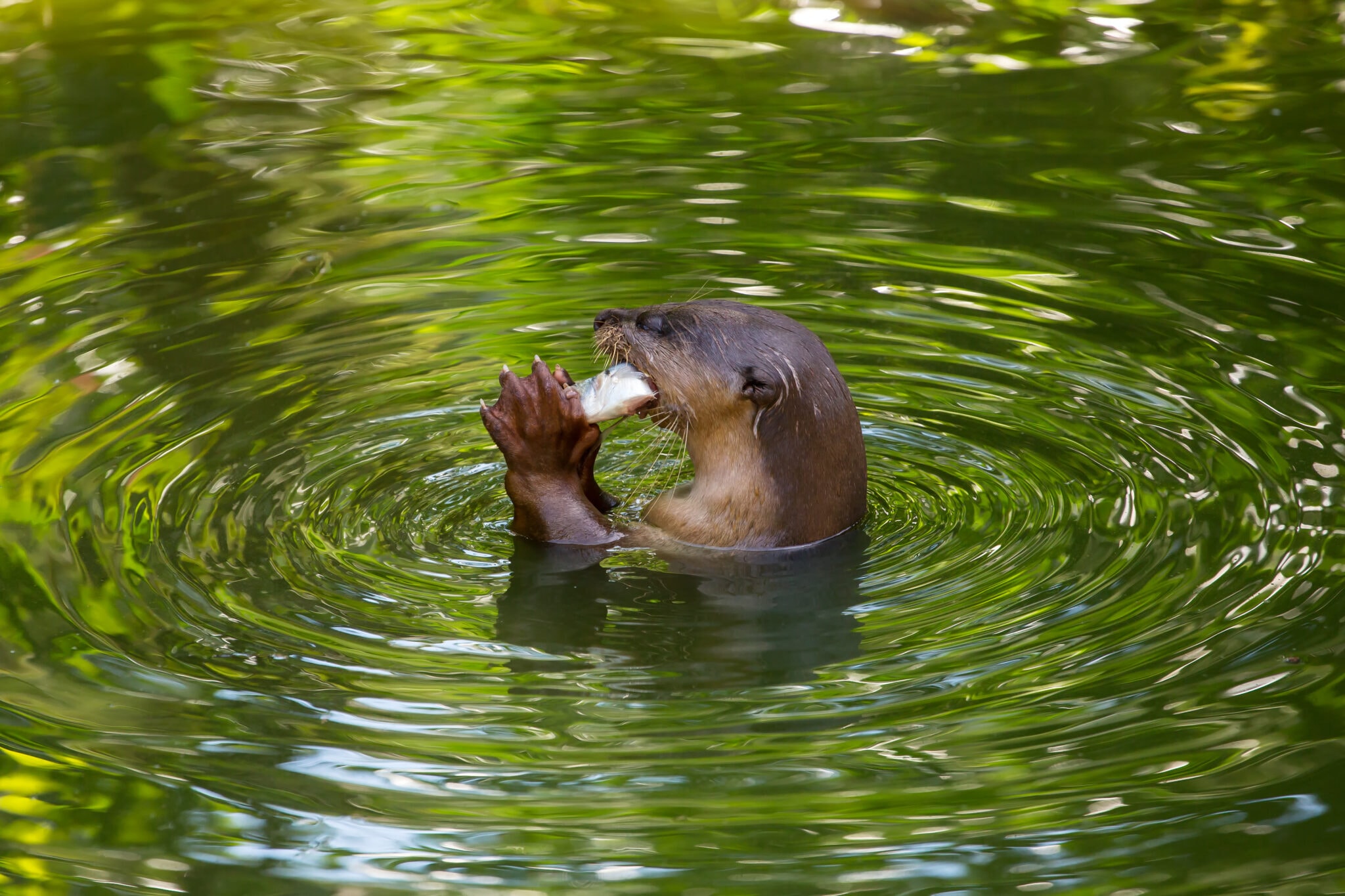 River Otters Play in the Valley Again - Scenic Hudson