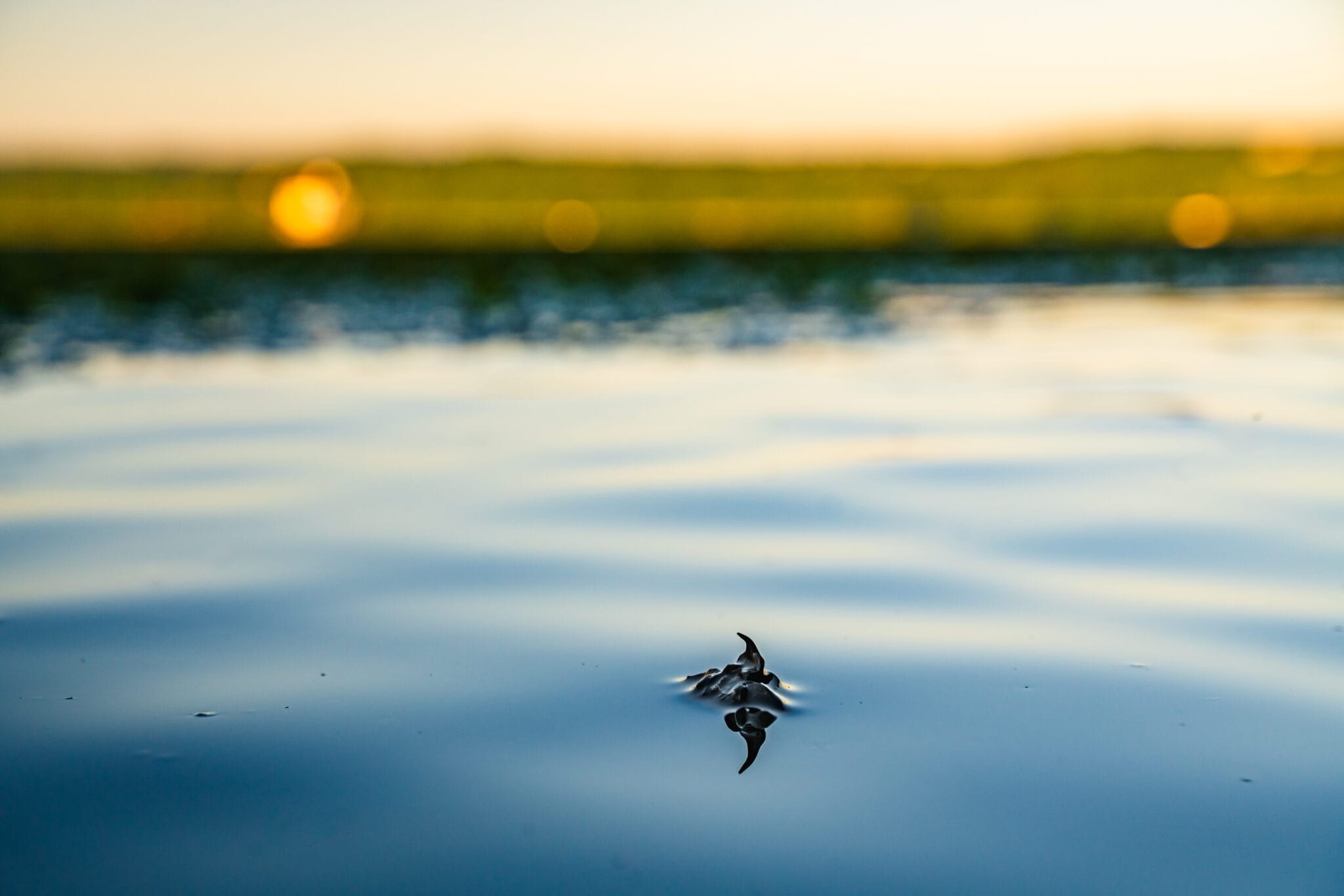 How Bad Is Water Chestnut, Really? - Scenic Hudson