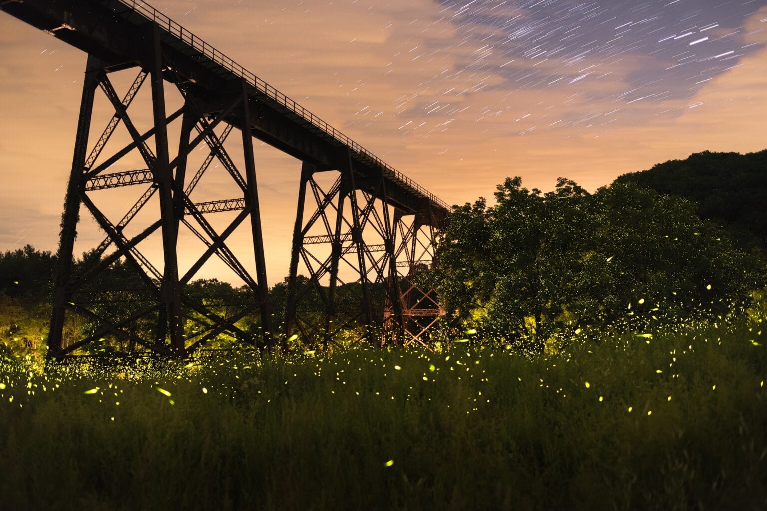 Fireflies: Beautiful, And in Need of Our Help - Scenic Hudson