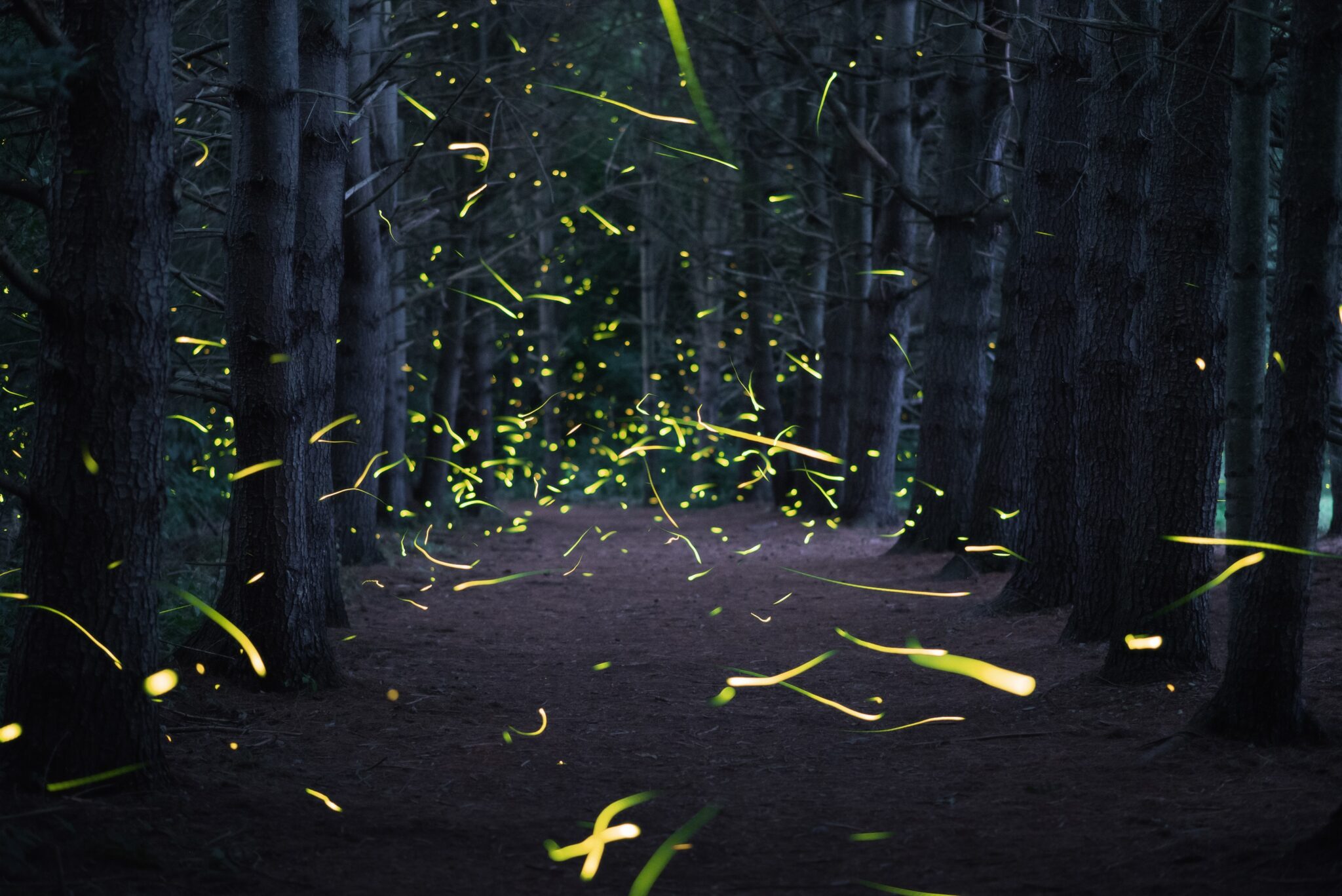 Fireflies: Beautiful, And in Need of Our Help - Scenic Hudson