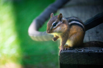 The Cheeky Ways Chipmunks Operate - Scenic Hudson