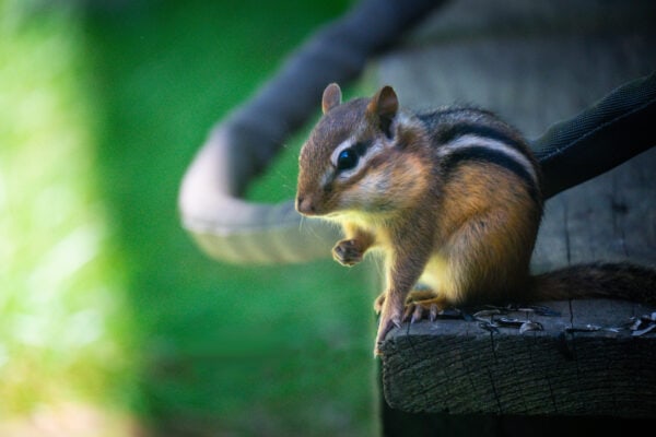 The Cheeky Ways Chipmunks Operate - Scenic Hudson