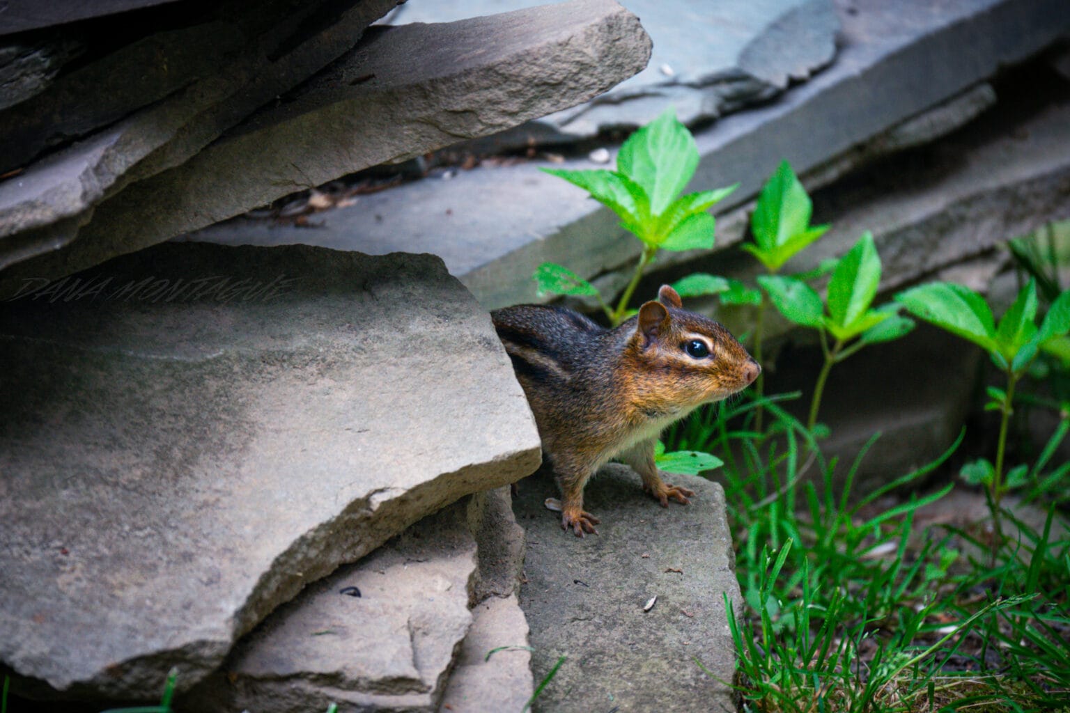 The Cheeky Ways Chipmunks Operate - Scenic Hudson