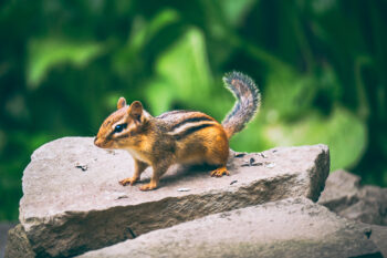 #WildlifeLove: The Cheeky Ways Chipmunks Operate - Scenic Hudson