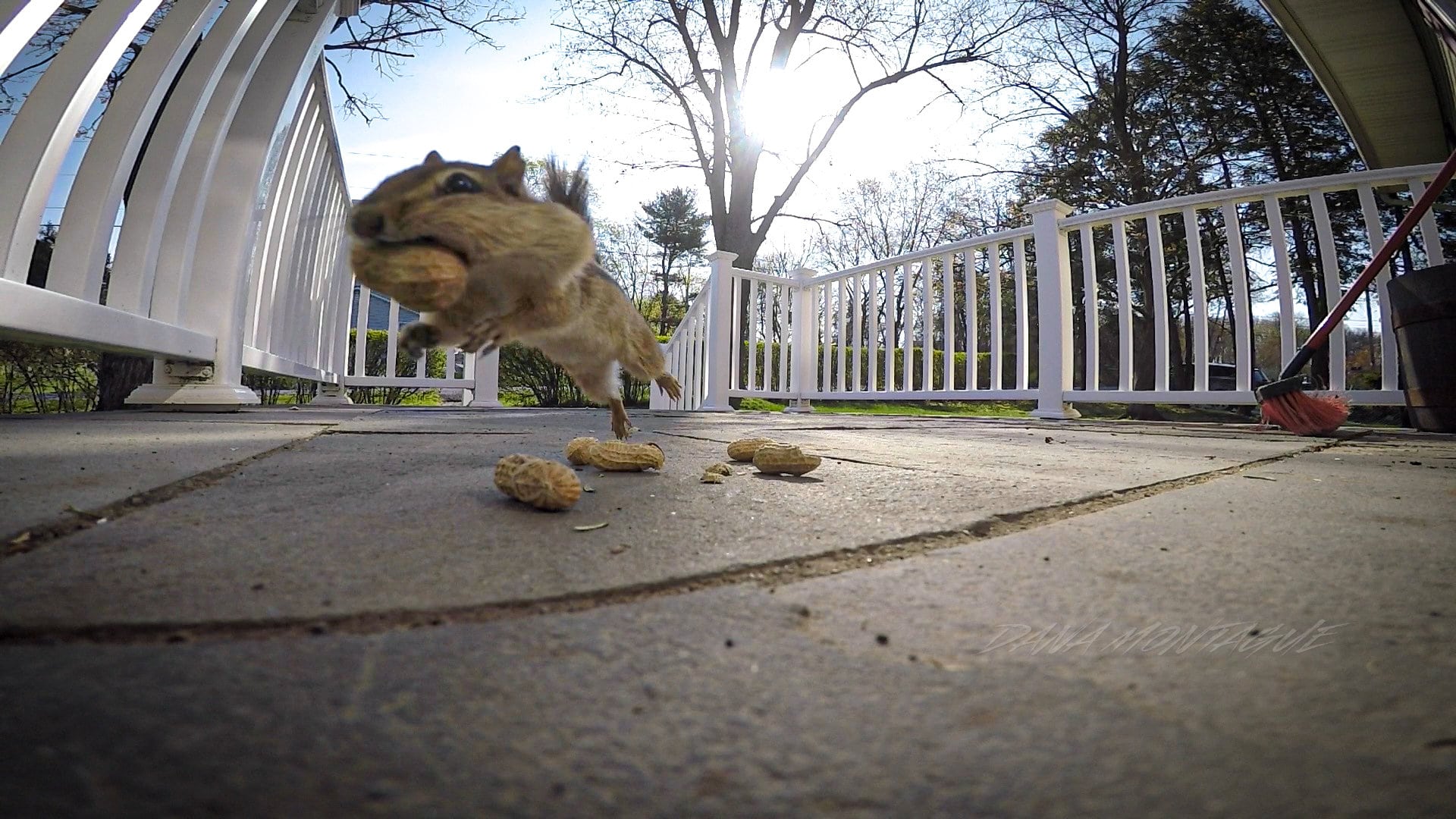 The Cheeky Ways Chipmunks Operate - Scenic Hudson