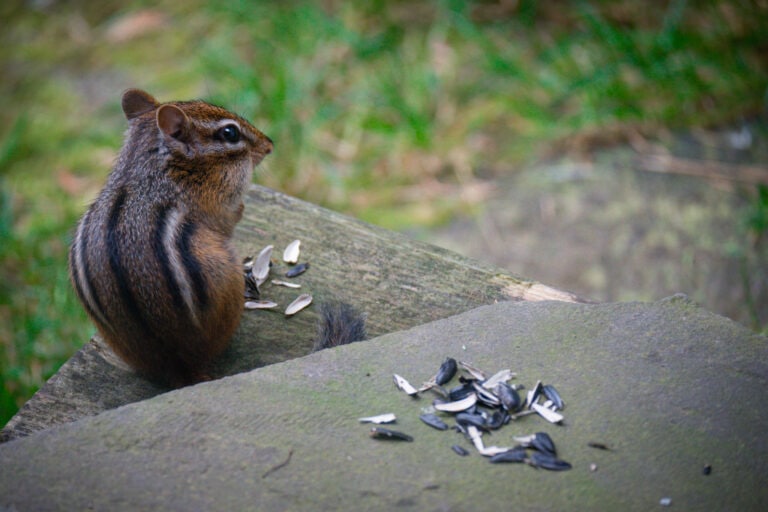 The Cheeky Ways Chipmunks Operate - Scenic Hudson