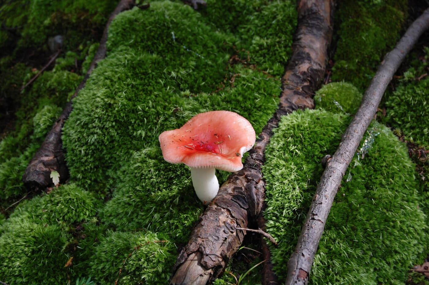 On the Hunt for Mushrooms in the Valley - Scenic Hudson