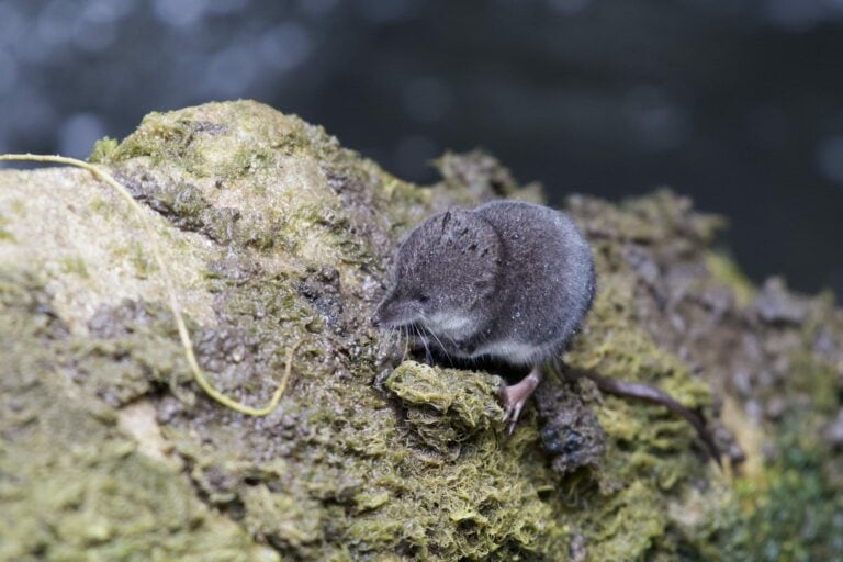 #WildlifeLove: Why the Tiny Shrew Will Blow Your Mind - Scenic Hudson