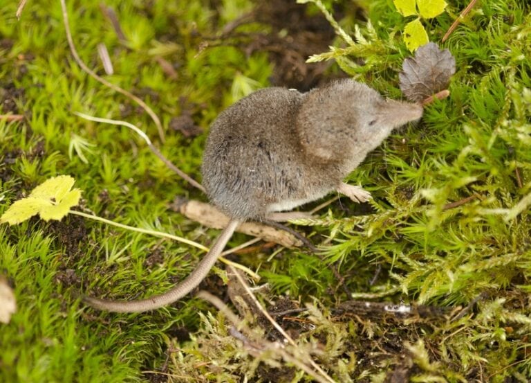 #WildlifeLove: Why the Tiny Shrew Will Blow Your Mind - Scenic Hudson