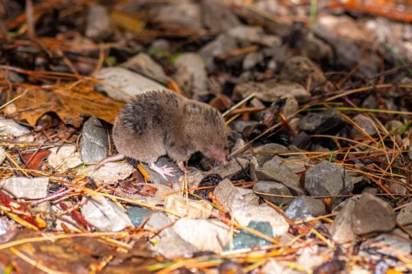 #WildlifeLove: Why the Tiny Shrew Will Blow Your Mind - Scenic Hudson