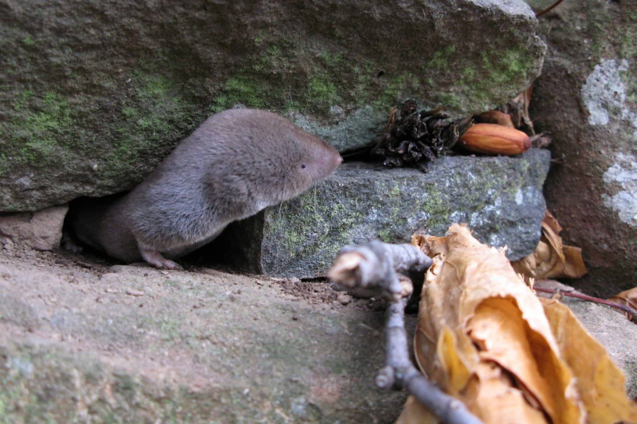 Why the Tiny Shrew Will Blow Your Mind - Scenic Hudson