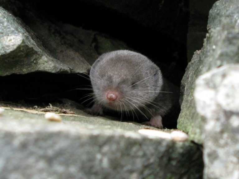 #WildlifeLove: Why the Tiny Shrew Will Blow Your Mind - Scenic Hudson