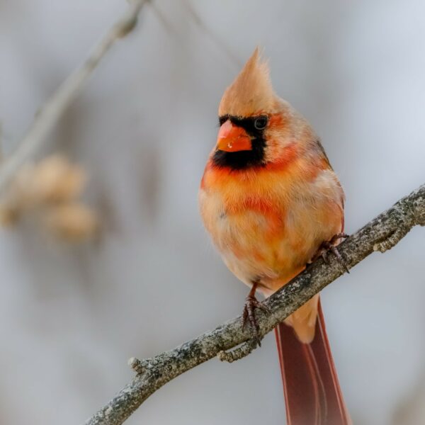#FlightWatch: Why Cardinals Rule - Scenic Hudson