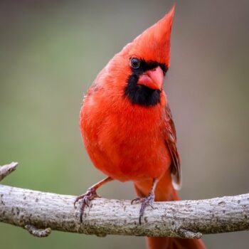 #FlightWatch: Why Cardinals Rule - Scenic Hudson