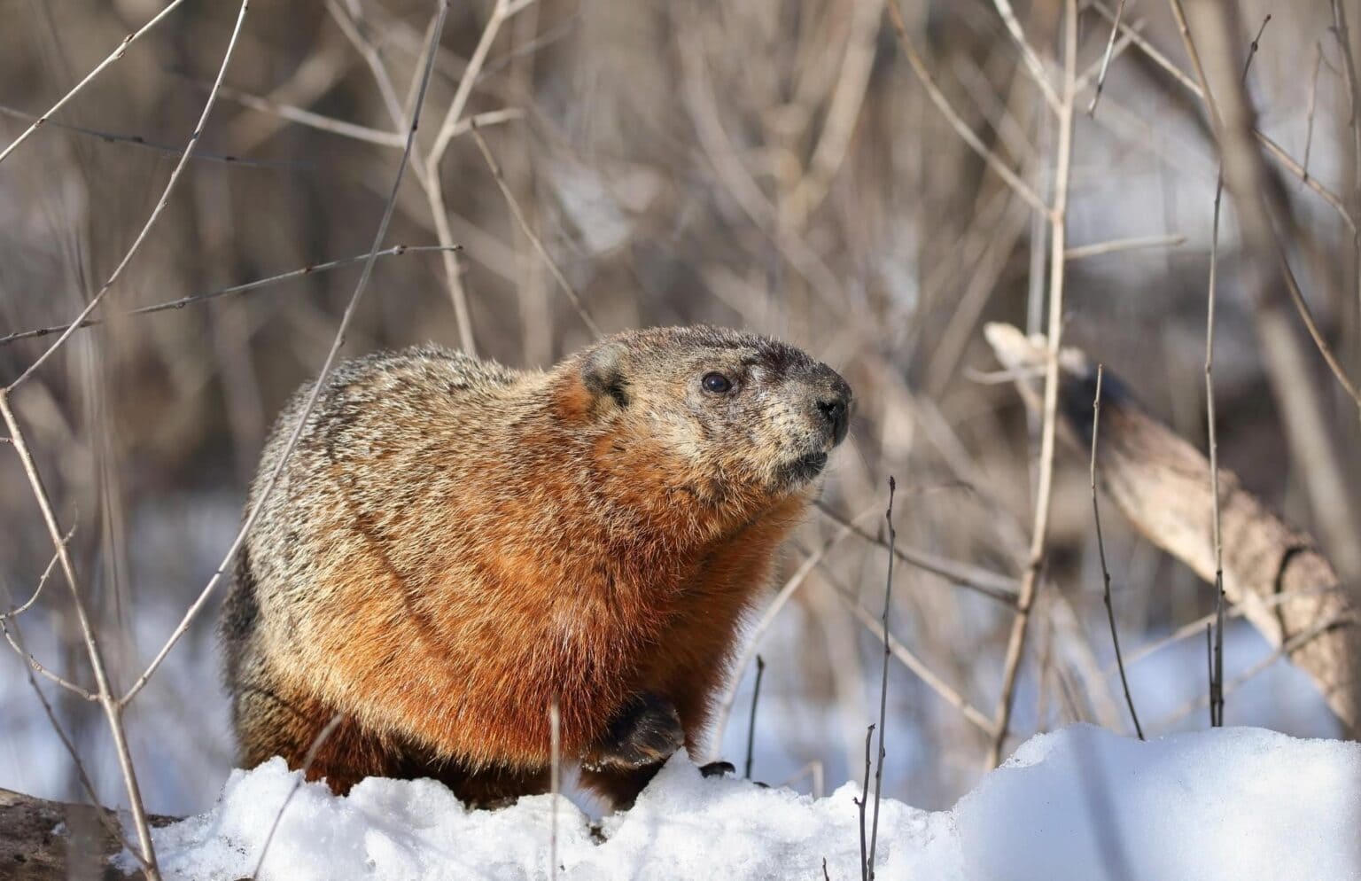 Forget Forecasting — Appreciate What Groundhogs Can Actually Rock ...