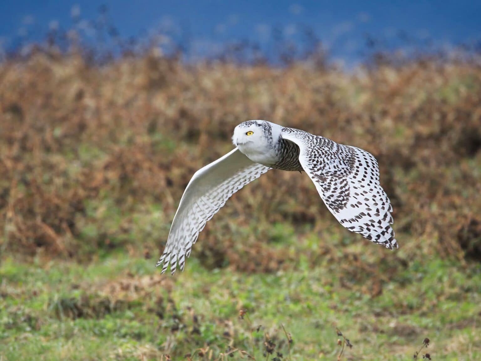 From Arctic to Valley, Why Snowy Owls Make Surprise Flights - Scenic Hudson