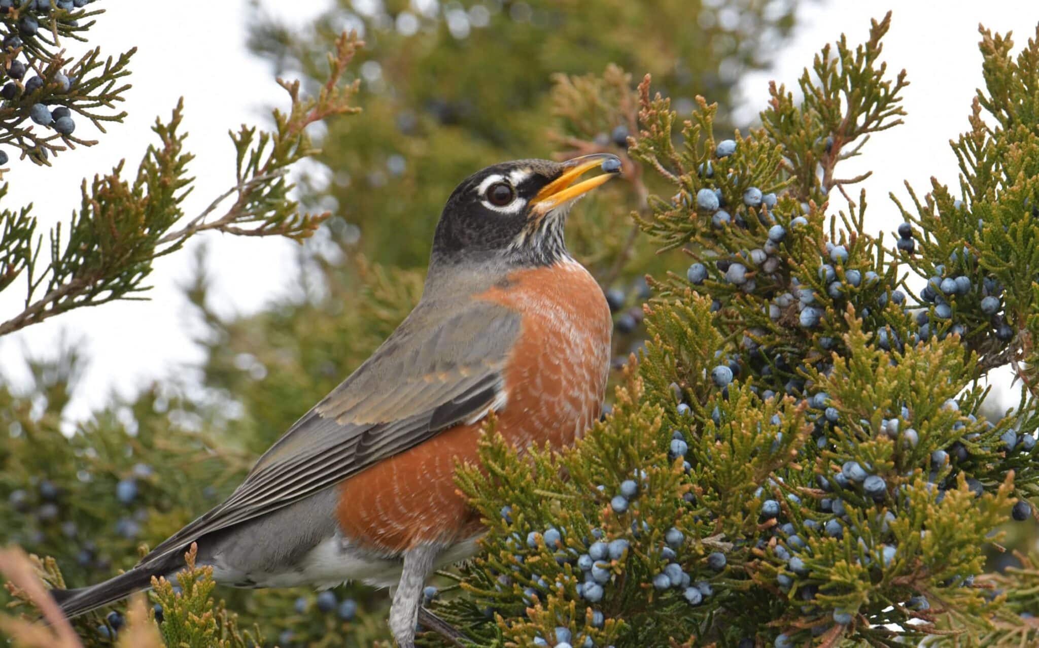 #FlightWatch: How Robins Signal Spring - Scenic Hudson