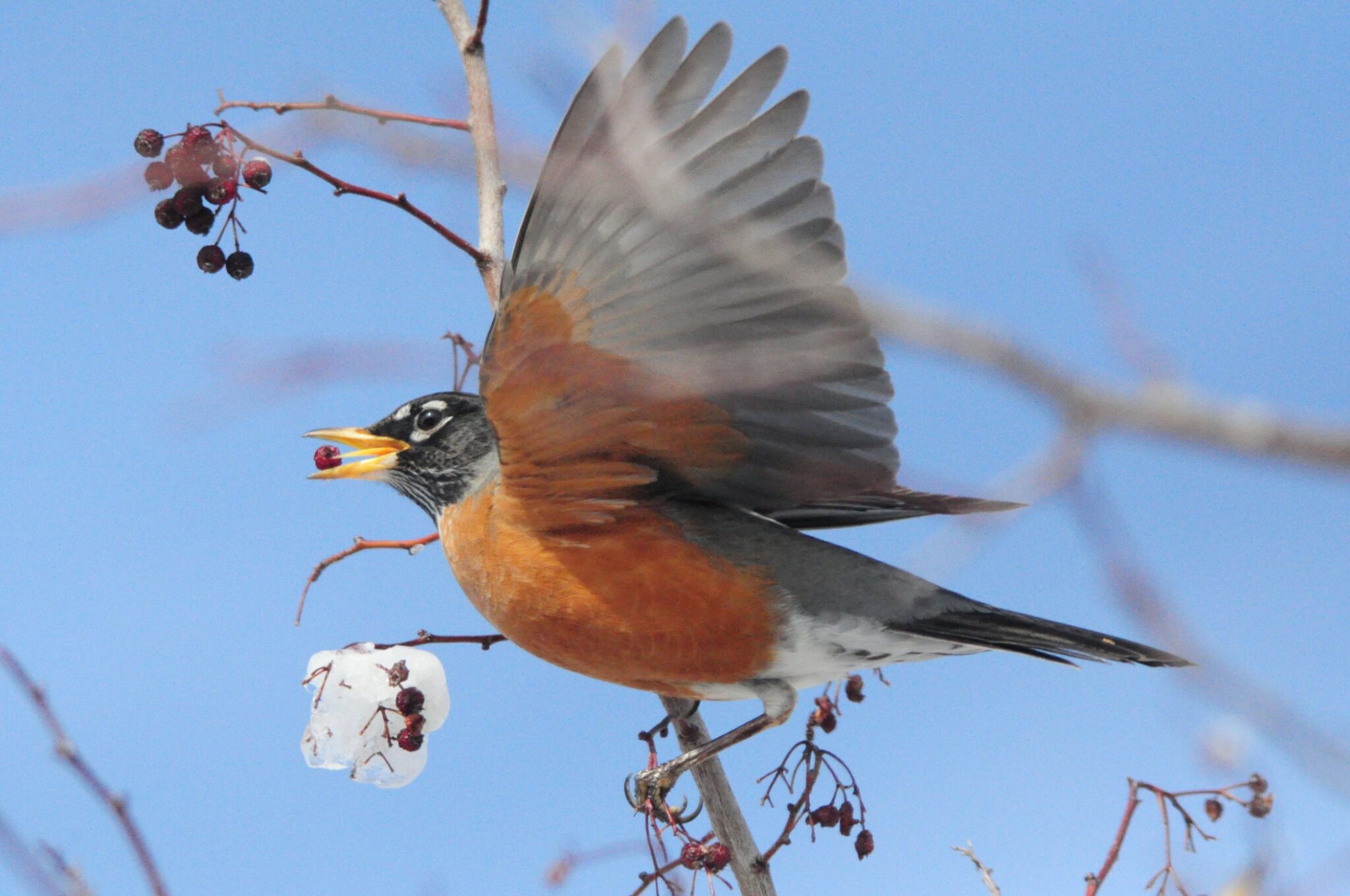 How Robins Signal Spring - Scenic Hudson