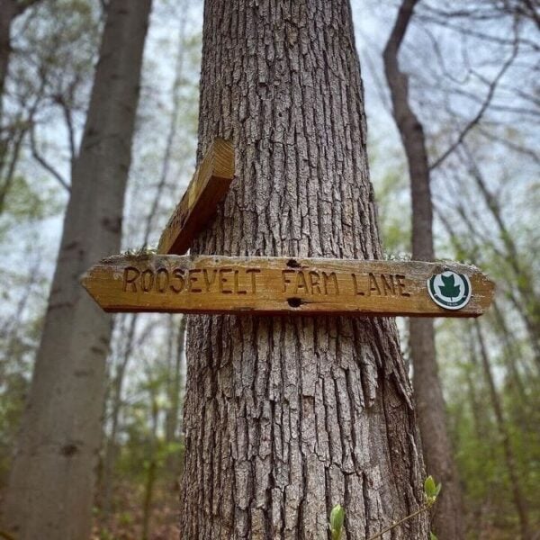 Celebrating FDR's Pioneering Tree Conservation - Scenic Hudson