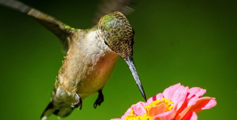 Up Close With New York's Only Resident Hummingbird - Scenic Hudson