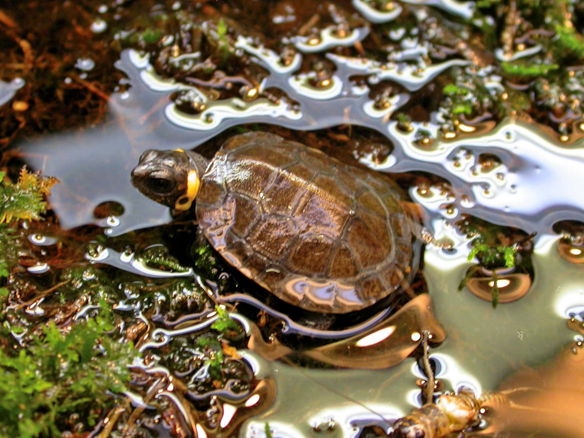 Making a Big Effort to Save a Little Turtle - Scenic Hudson