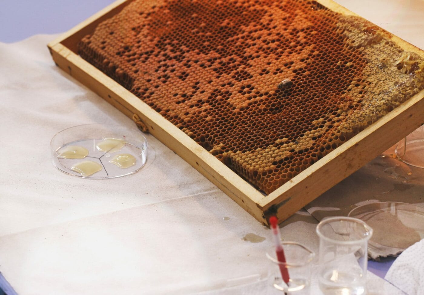 World's First Bee Vaccine Expands Pollinator Potential - Scenic Hudson