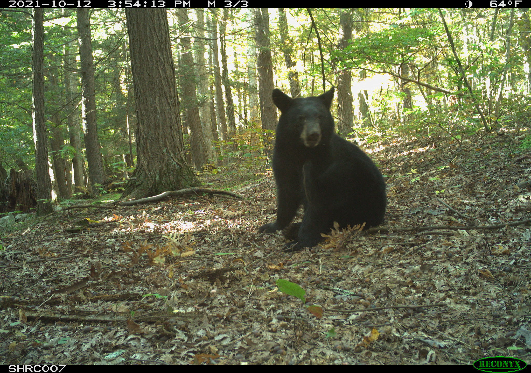 Cameo: Valley Bears - Scenic Hudson