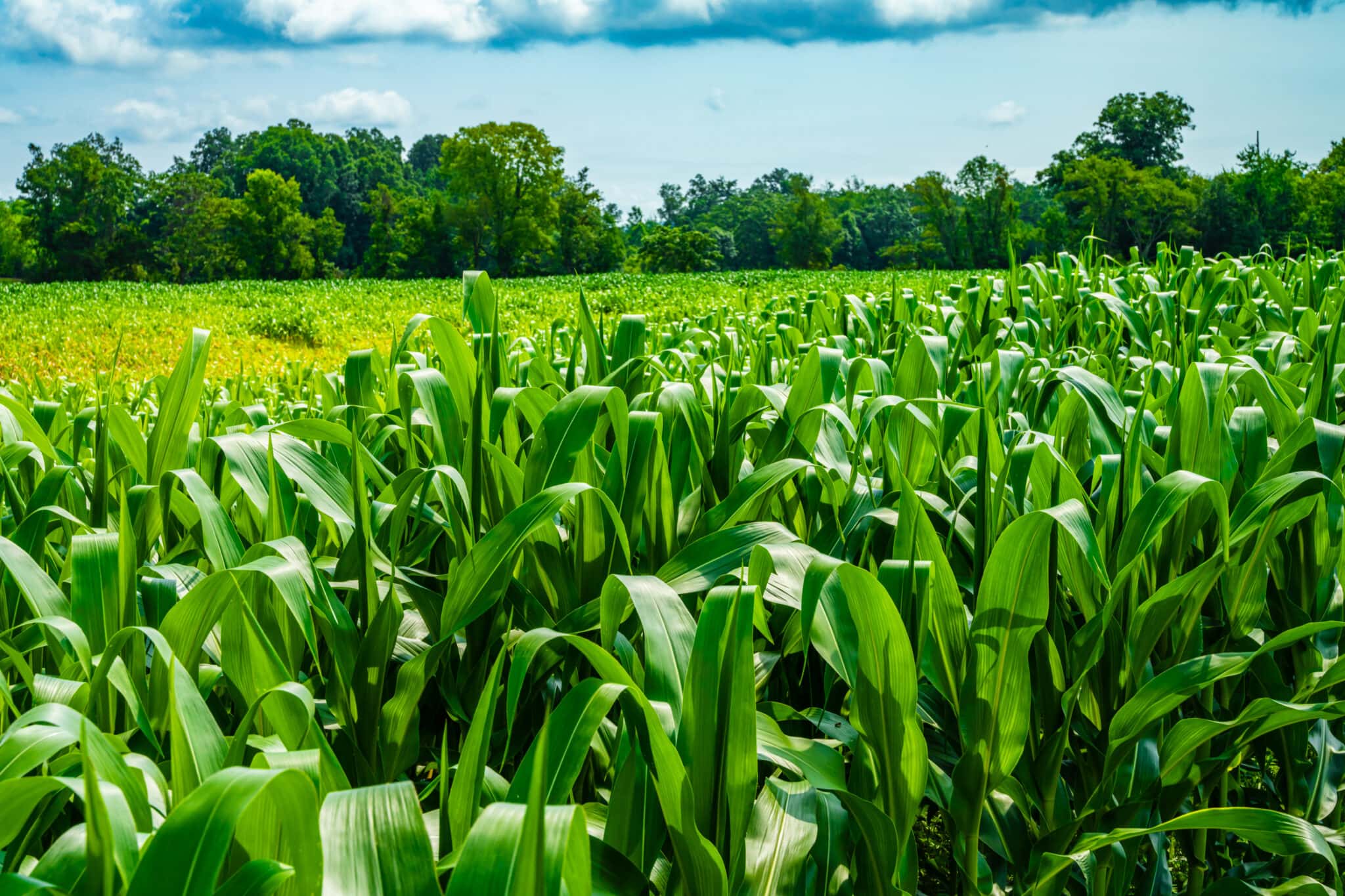 Valley Corn's Sweet Roots - Scenic Hudson