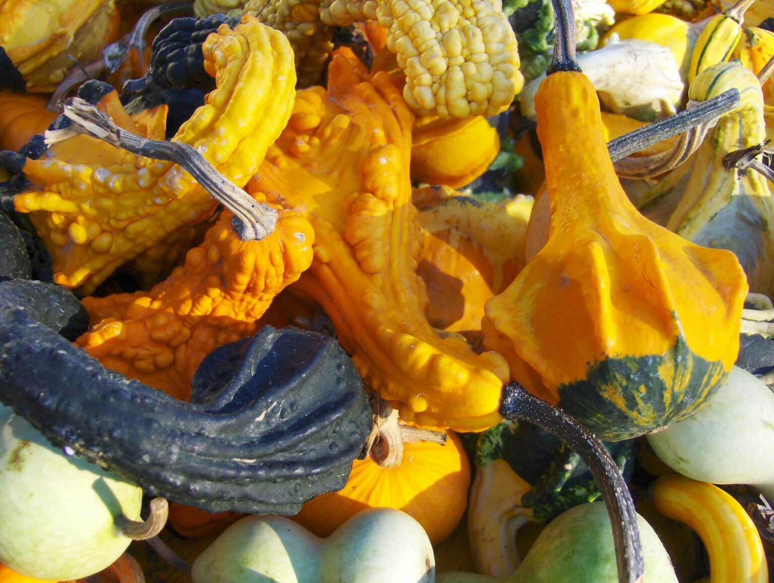 How Gourds Go Way Beyond Fall Decoration - Scenic Hudson