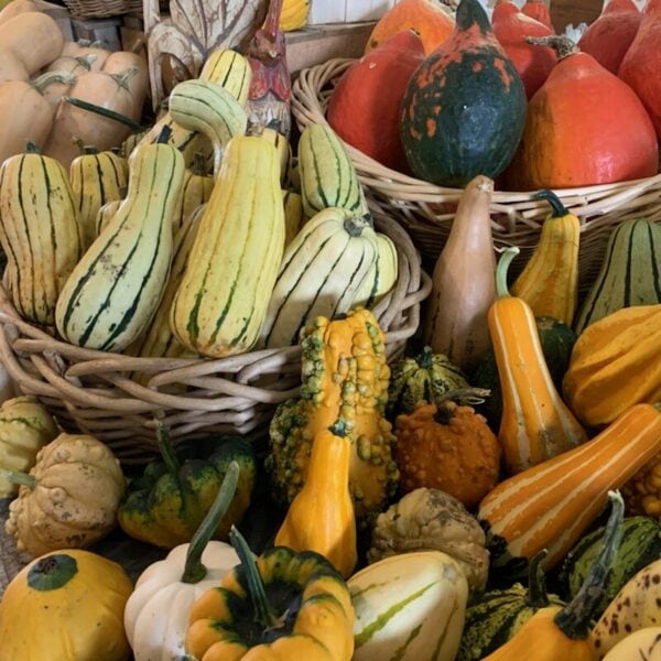 How Gourds Go Way Beyond Fall Decoration - Scenic Hudson
