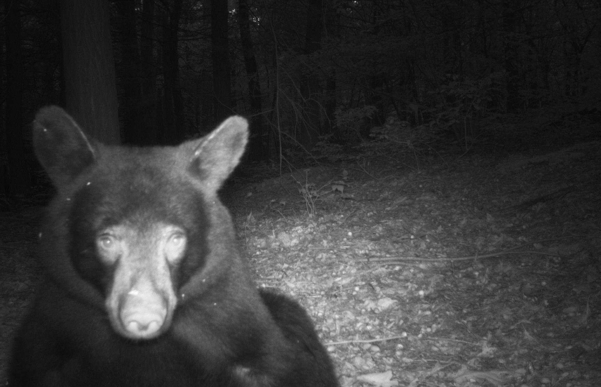 Cameo: Valley Bears - Scenic Hudson