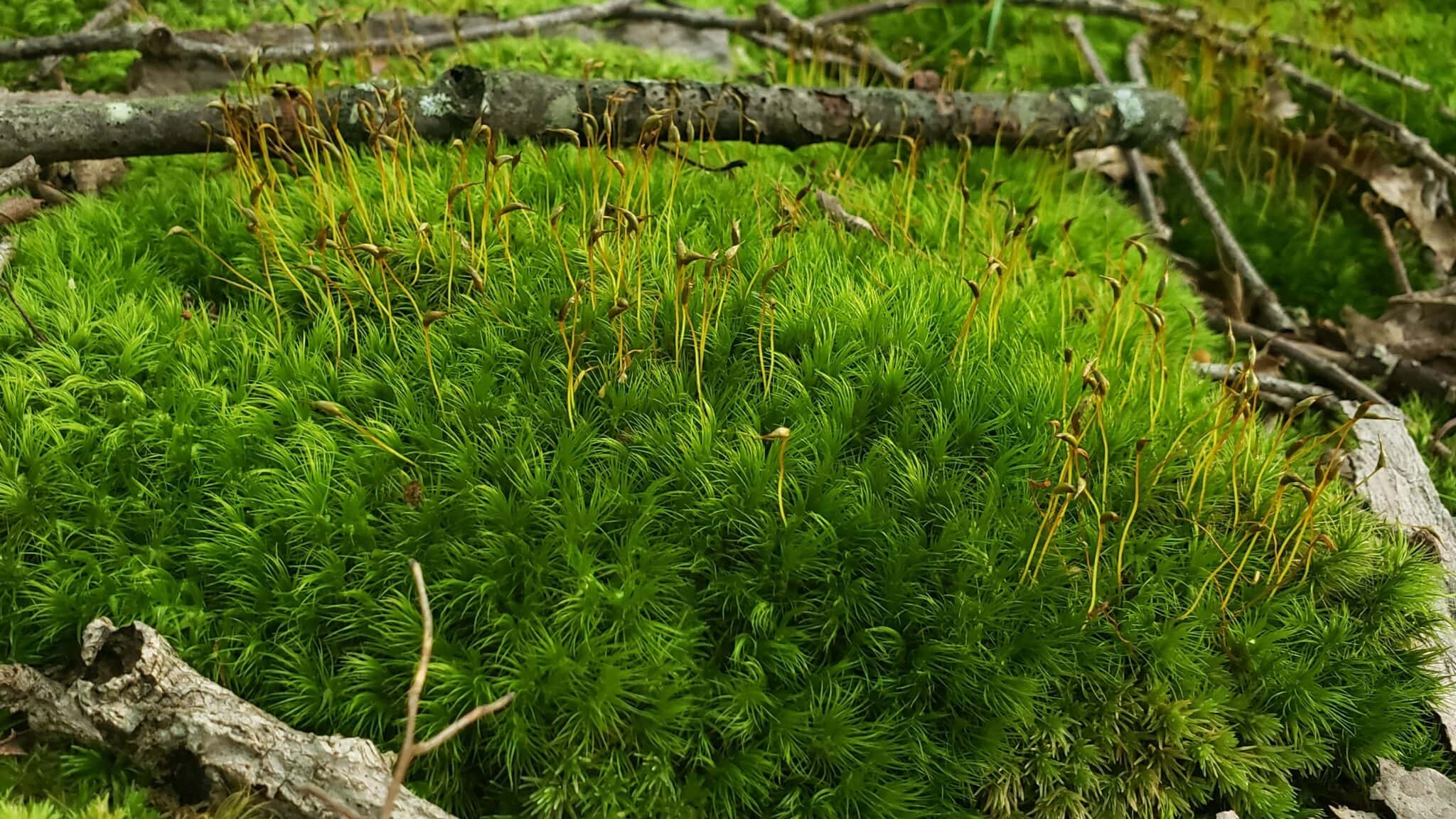 The Tiny, Mossy Forest Below - Scenic Hudson