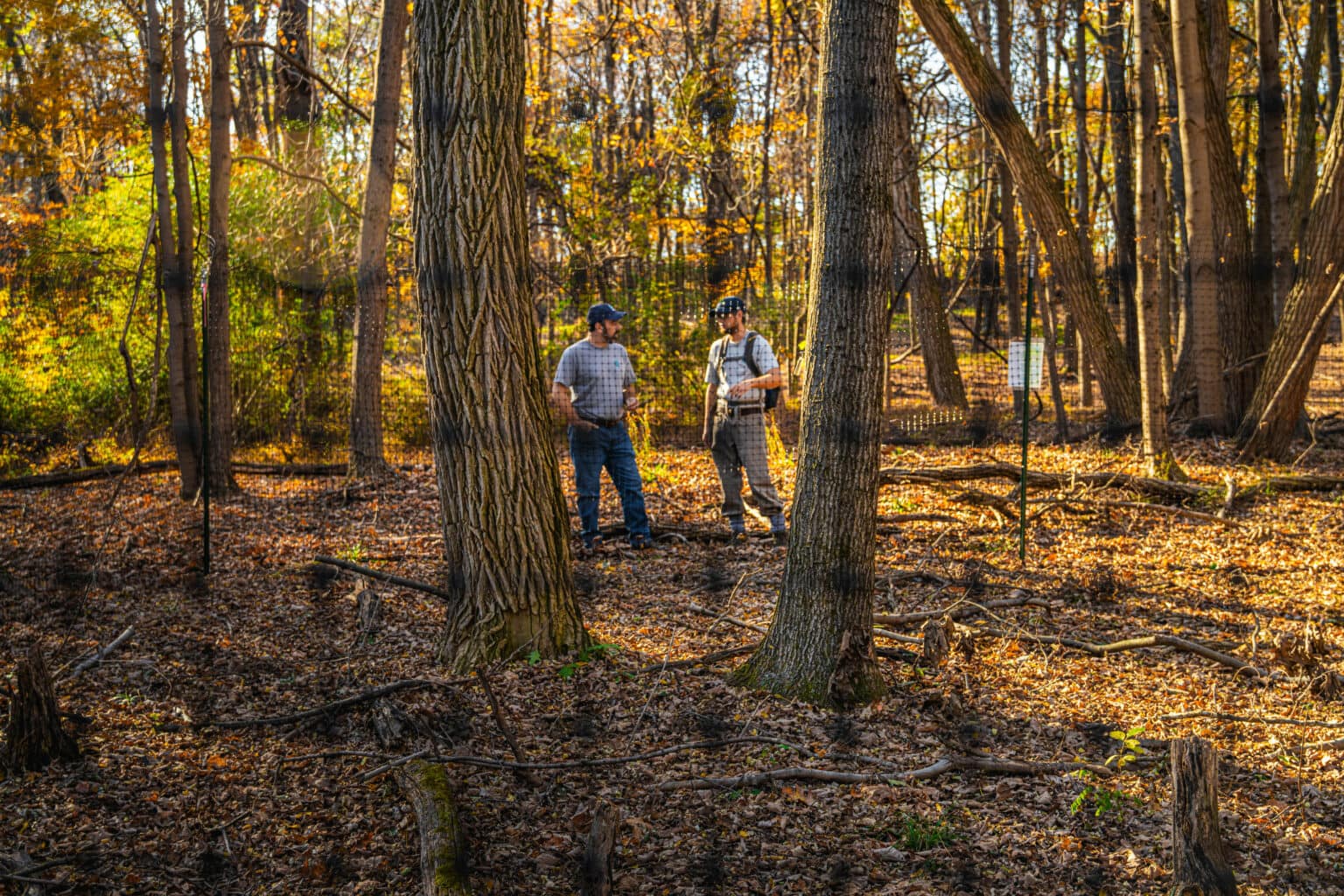 Protecting Forests by Managing the Exploding Deer Population - Scenic ...