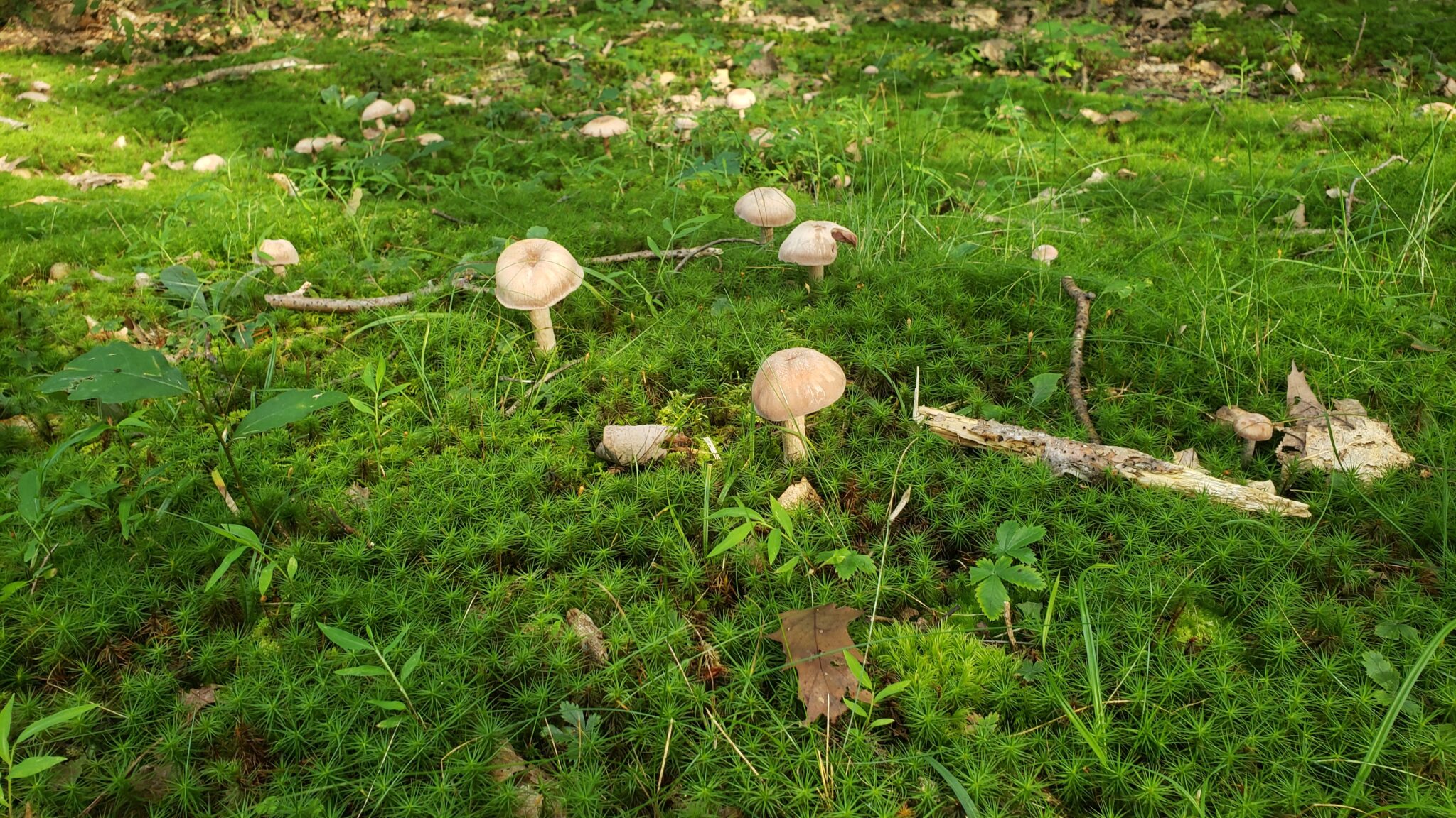 The Tiny, Mossy Forest Below - Scenic Hudson