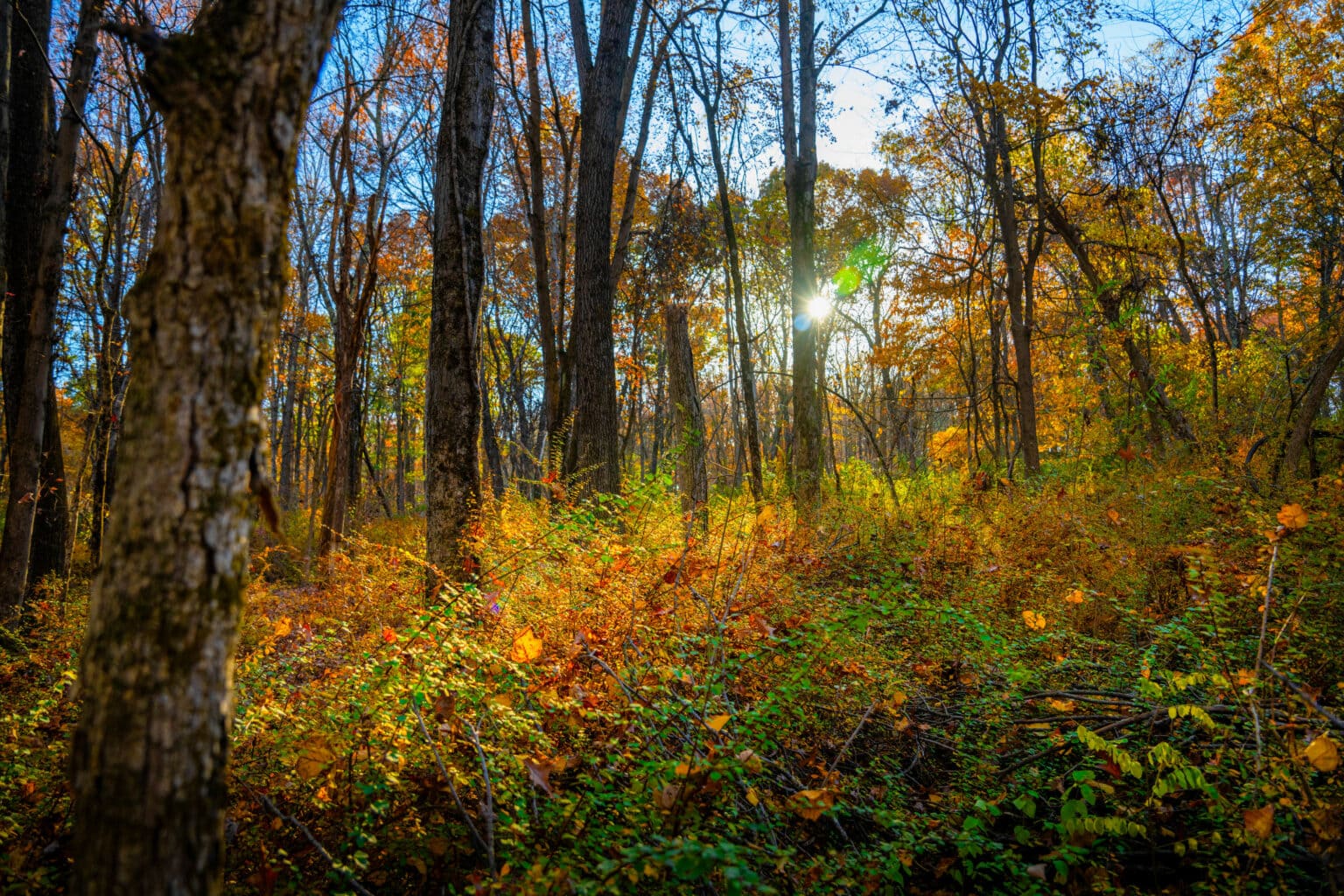 Protecting Forests by Managing the Exploding Deer Population - Scenic ...
