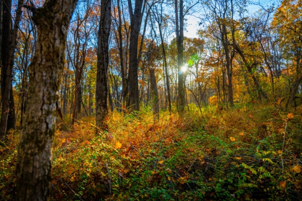 Protecting Forests by Managing the Exploding Deer Population - Scenic ...