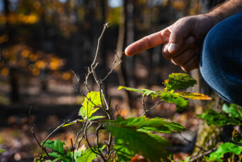 Protecting Forests by Managing the Exploding Deer Population - Scenic ...