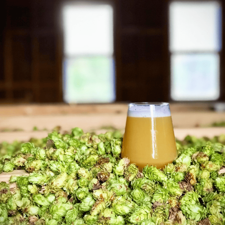 Can Hops Make a Comeback in New York? - Scenic Hudson