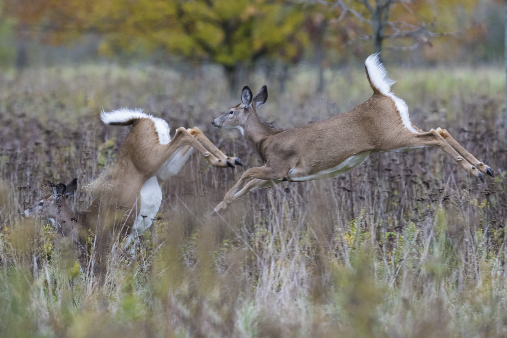 Protecting Forests by Managing the Exploding Deer Population - Scenic ...