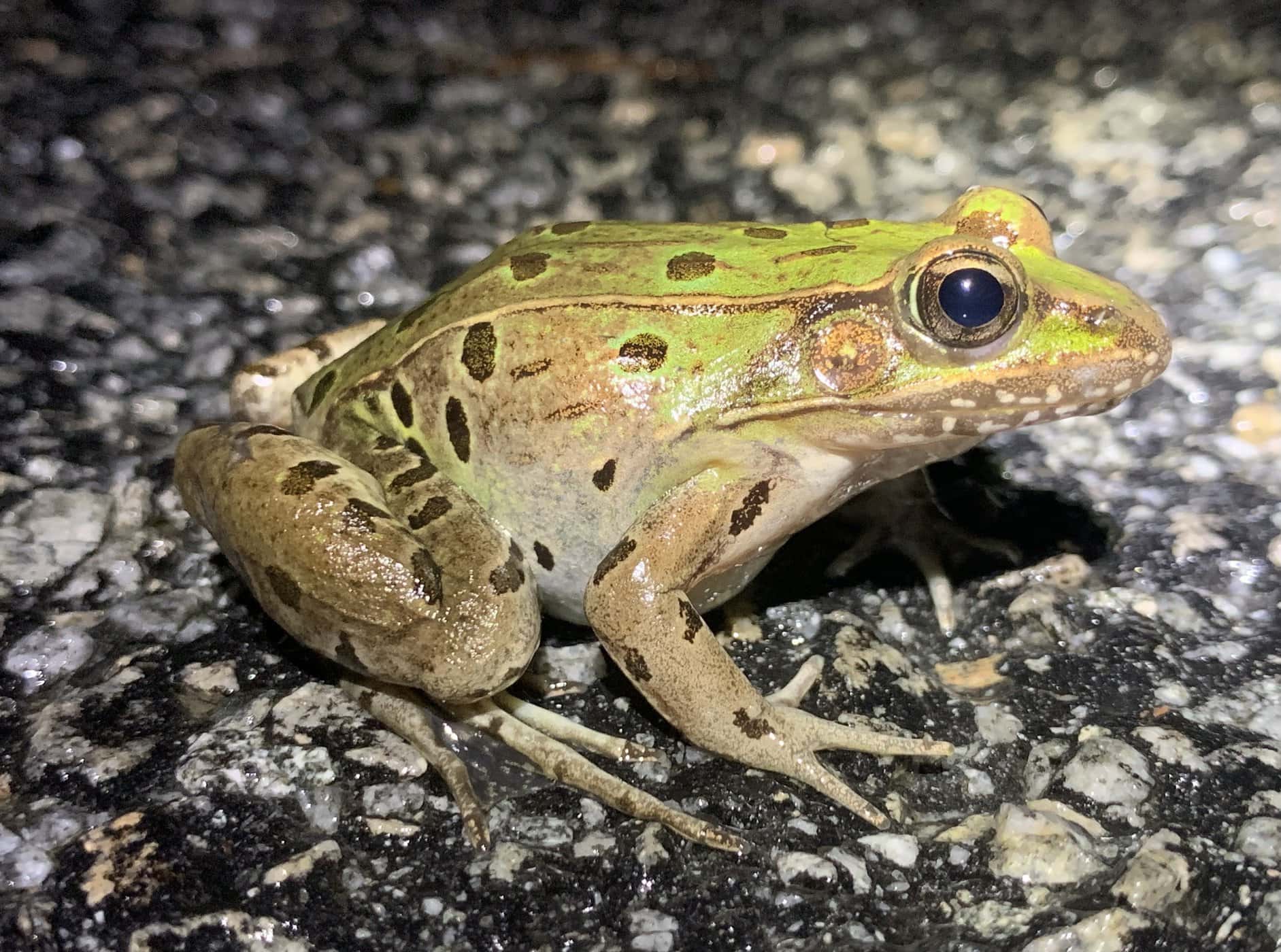 The Valley's Various Frog Species Make Moves - Scenic Hudson