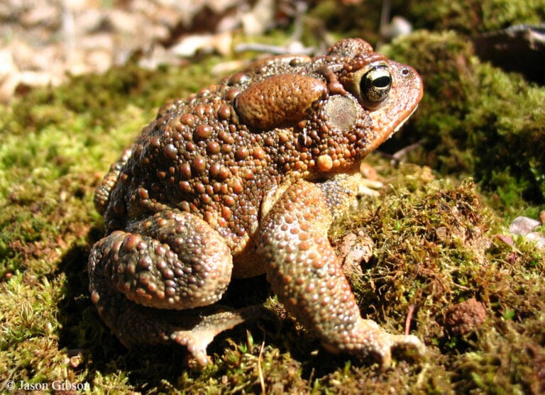 The Valley's Various Frog Species Make Moves - Scenic Hudson