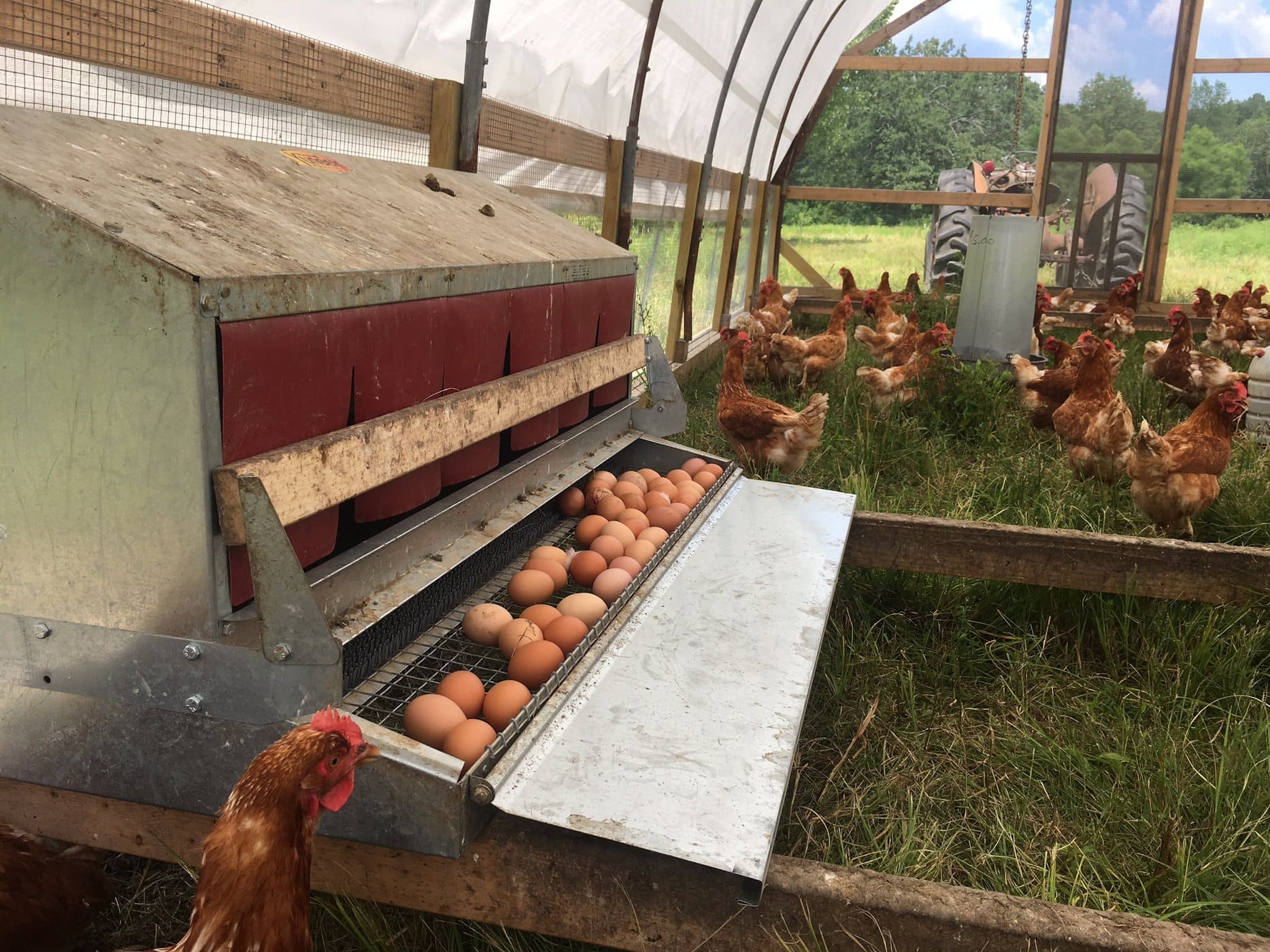 The Lowdown on Keeping Backyard Chickens - Scenic Hudson