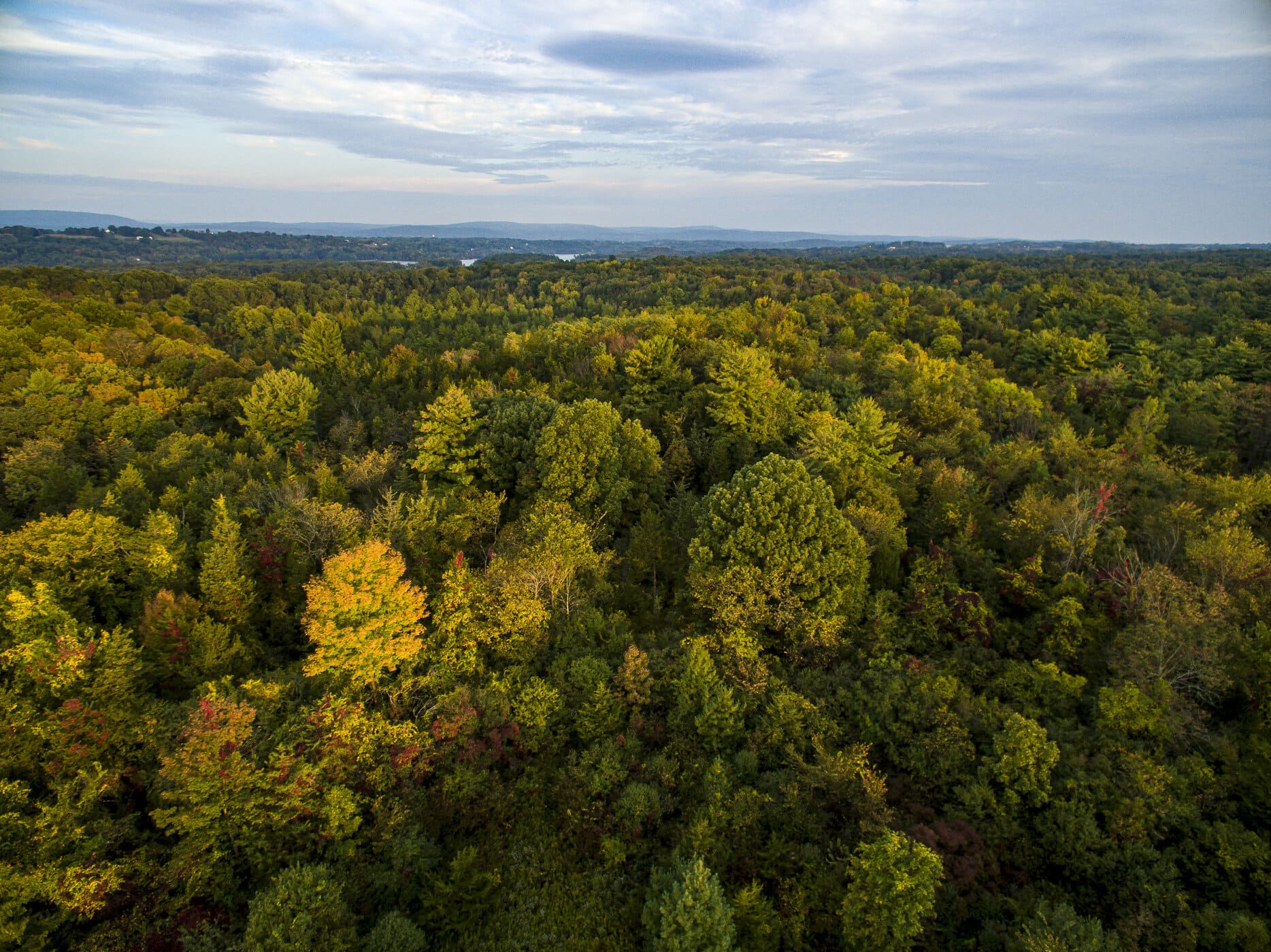 More Trees, More Needs: The Challenges to New York's Modern ...