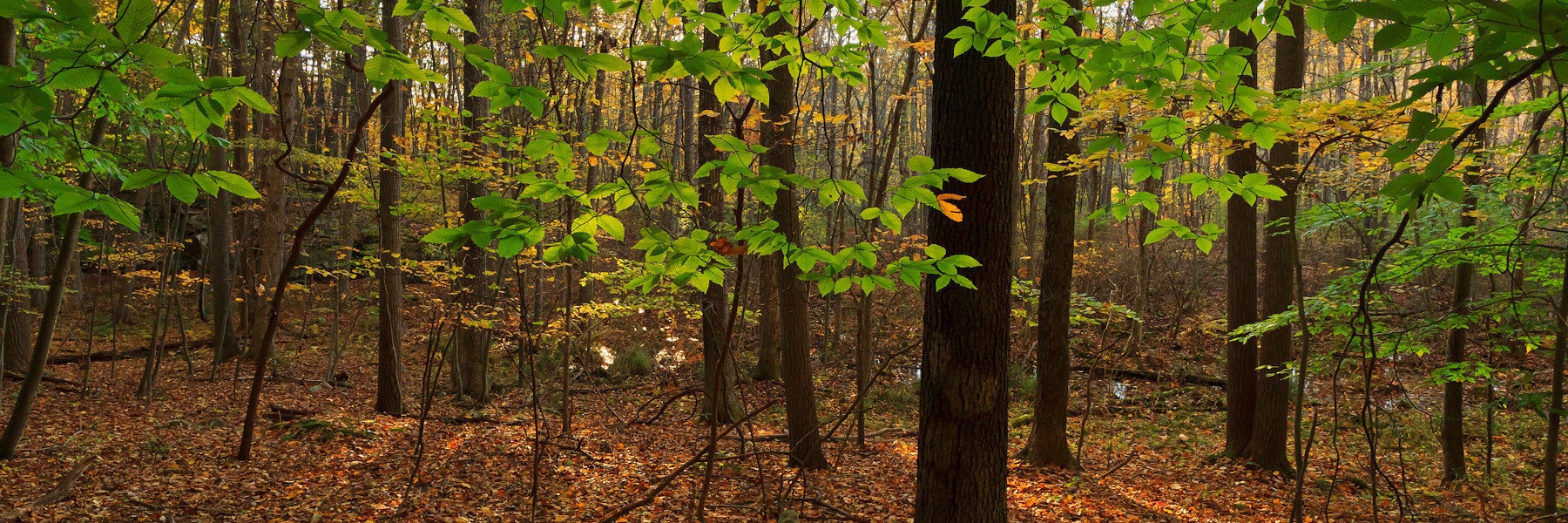 More Trees, More Needs: The Challenges to New York's Modern ...